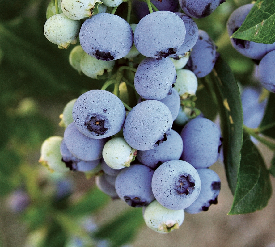 Bluecrop Blueberries Fall Creek Nursery Plants Varieties Farming