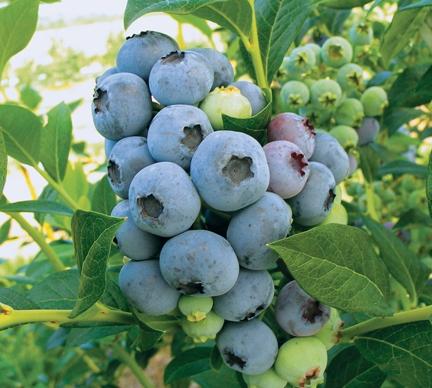 Bluecrop Blueberries Fall Creek Nursery Plants Varieties Farming